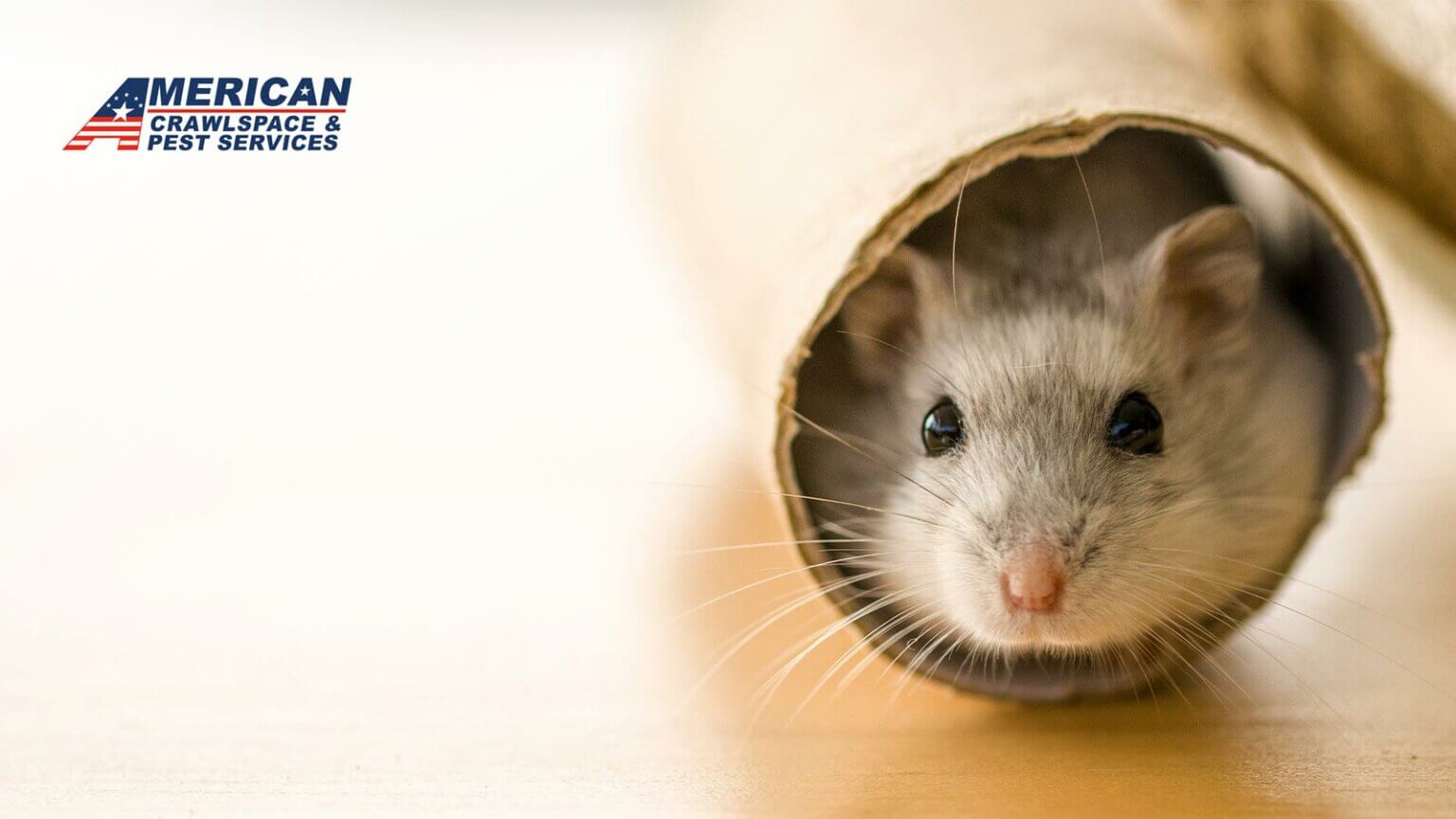 What is Rodent Exclusion? - American Crawlspaces