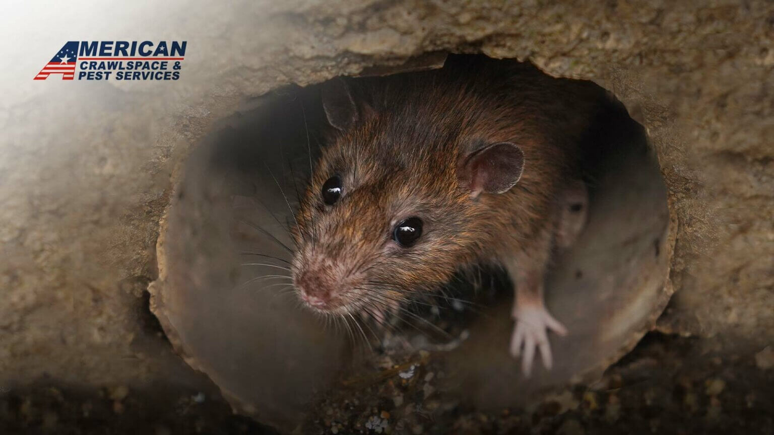 A Rat's Quest for Winter Nests - in Your Home - American Crawl