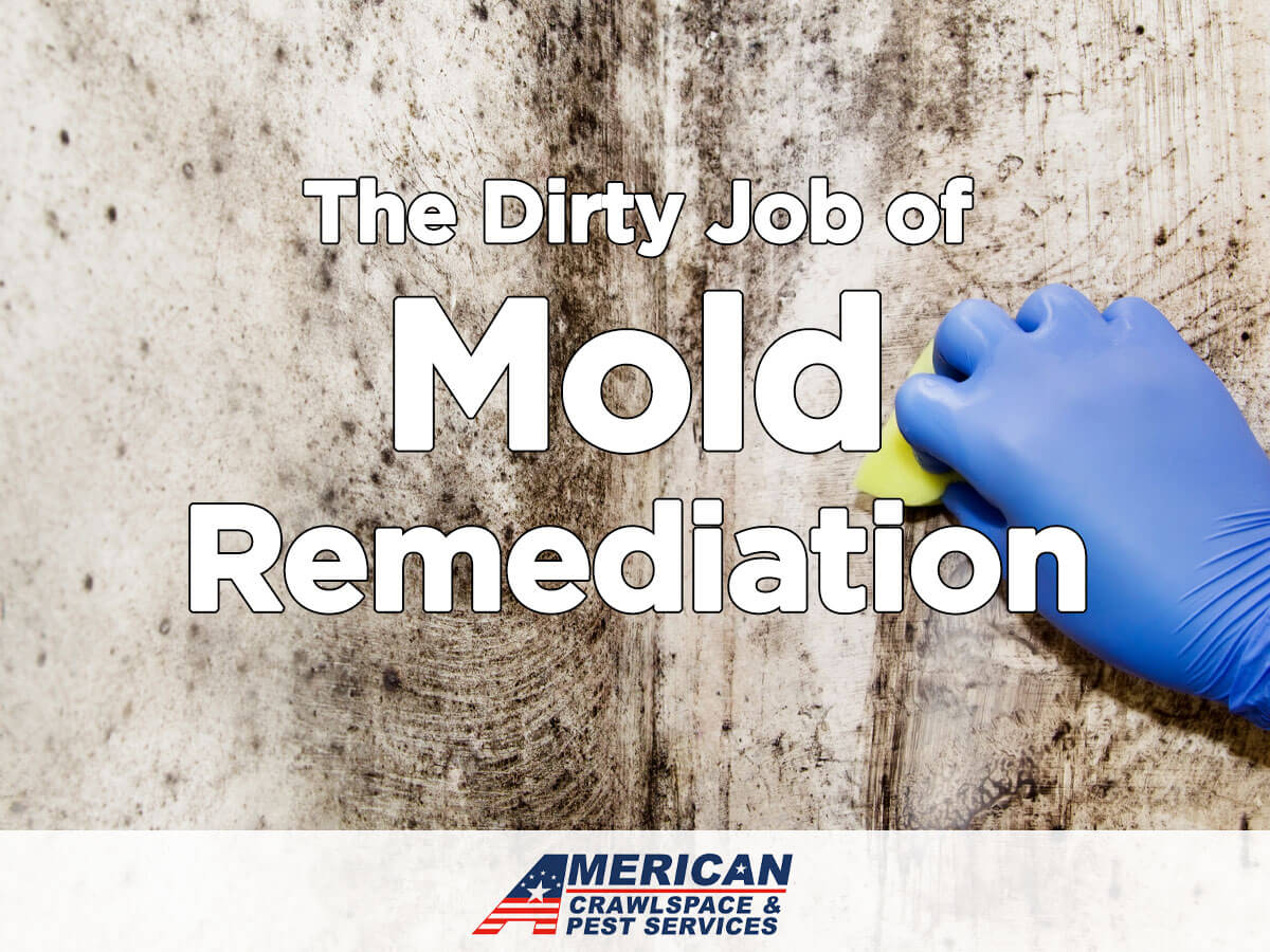 The Dirty Job of Mold Remediation: Why You Need Professionals
