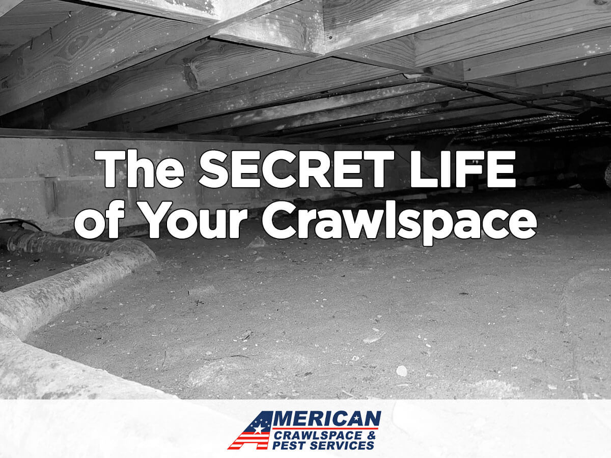The Secret Life of Your Crawlspace: What’s Really Happening Down There