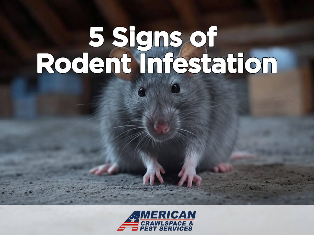 Rodent Alert: 5 Urgent Signs of Infestation in Attics and Crawlspaces